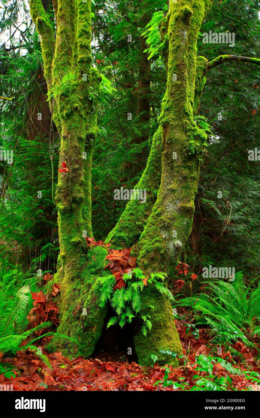 a exterior picture of an Pacific Northwest forest with Big leaf maple ...