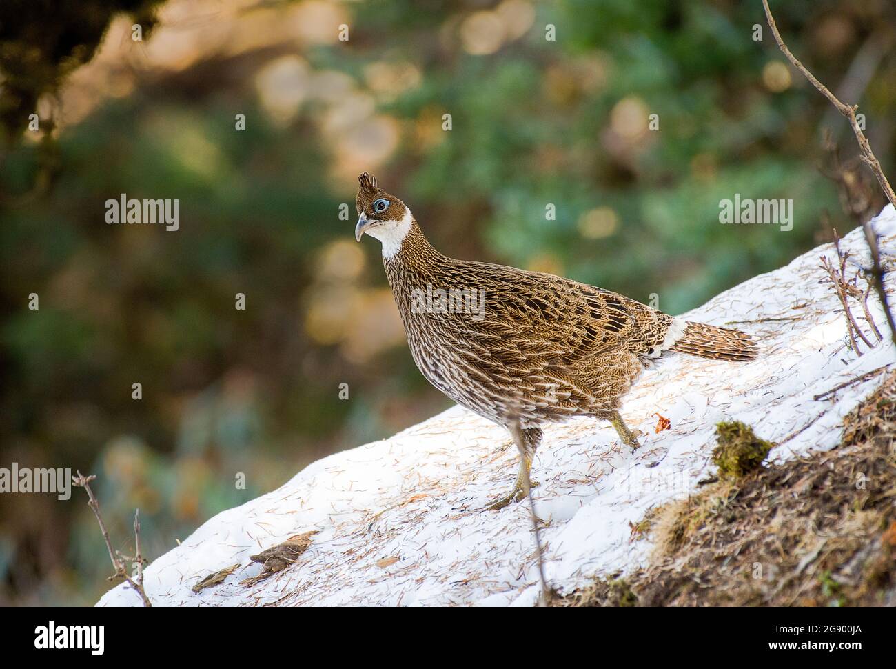 Impeyan Pheasant Female
