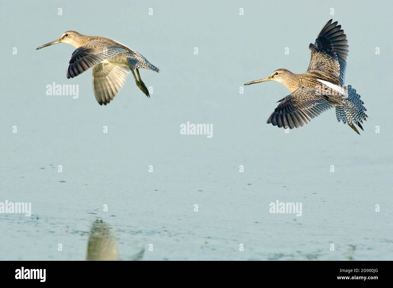 Short-billed dowitchers in flight Stock Photo - Alamy