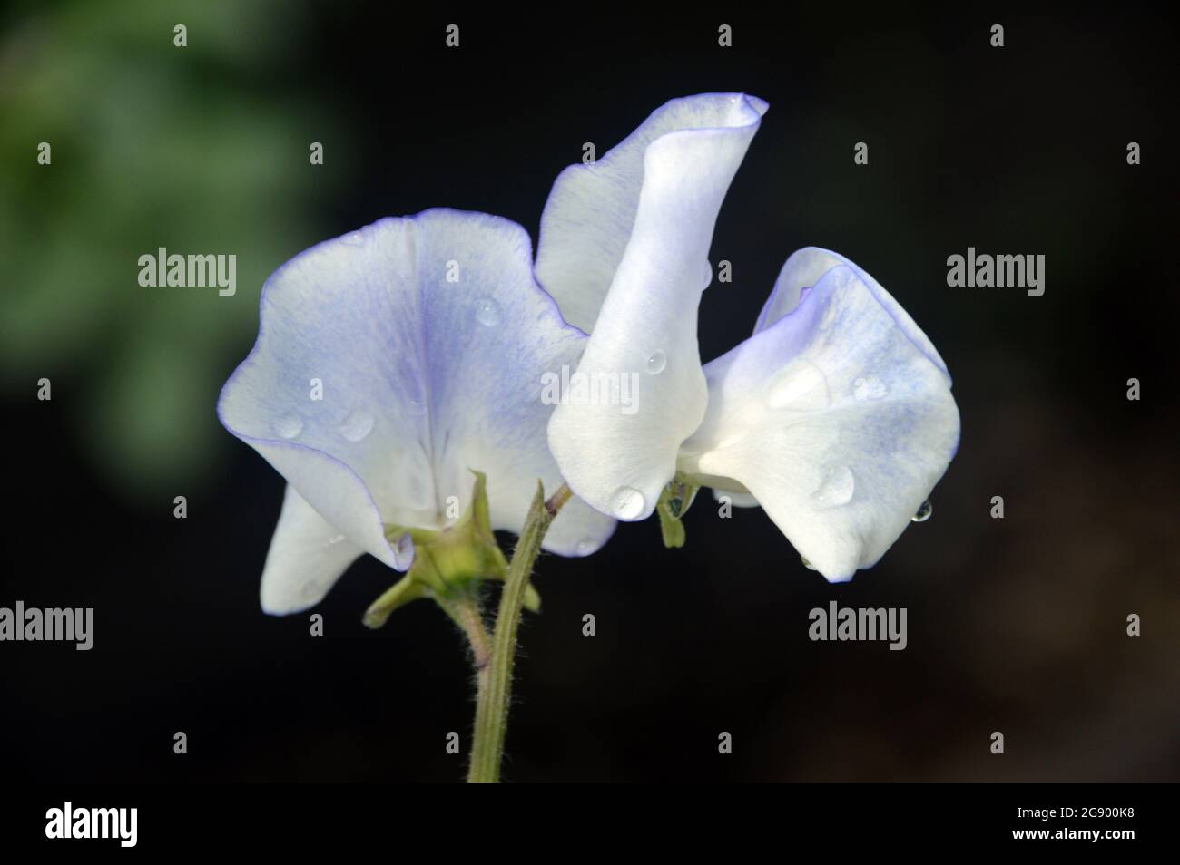 Lilac-Blue/White-Cream Lathyrus Odoratus (Sweet Pea) 'Betty Maiden ...