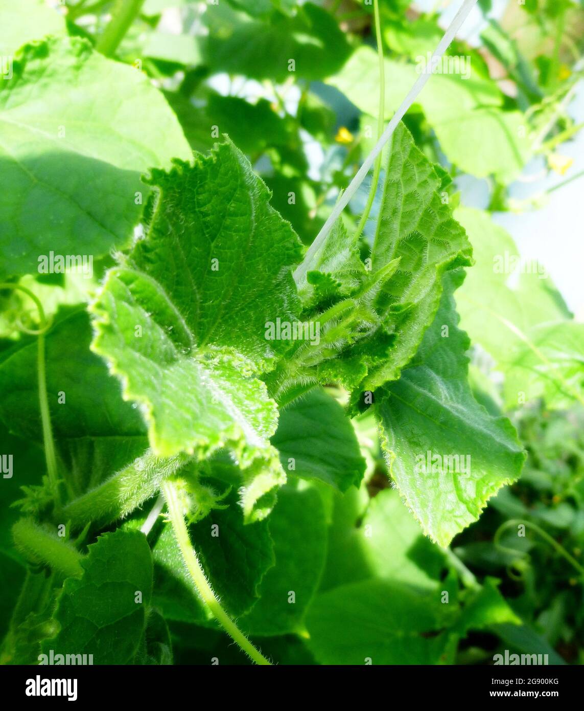 Cucumber leaves, young vegetable plant. Close-up, plant from a ...