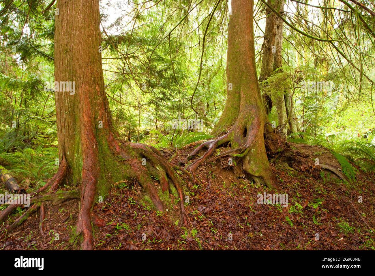 a exterior picture of an Pacific Northwest mixed forest with Conifer ...