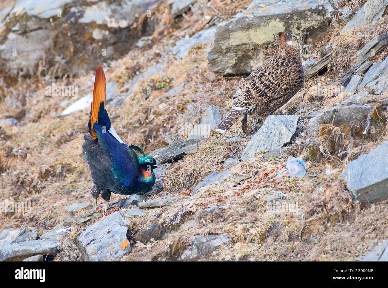 Himalayan monal Lophophorus impejanus from Kedarnath willdife sanctuary ...