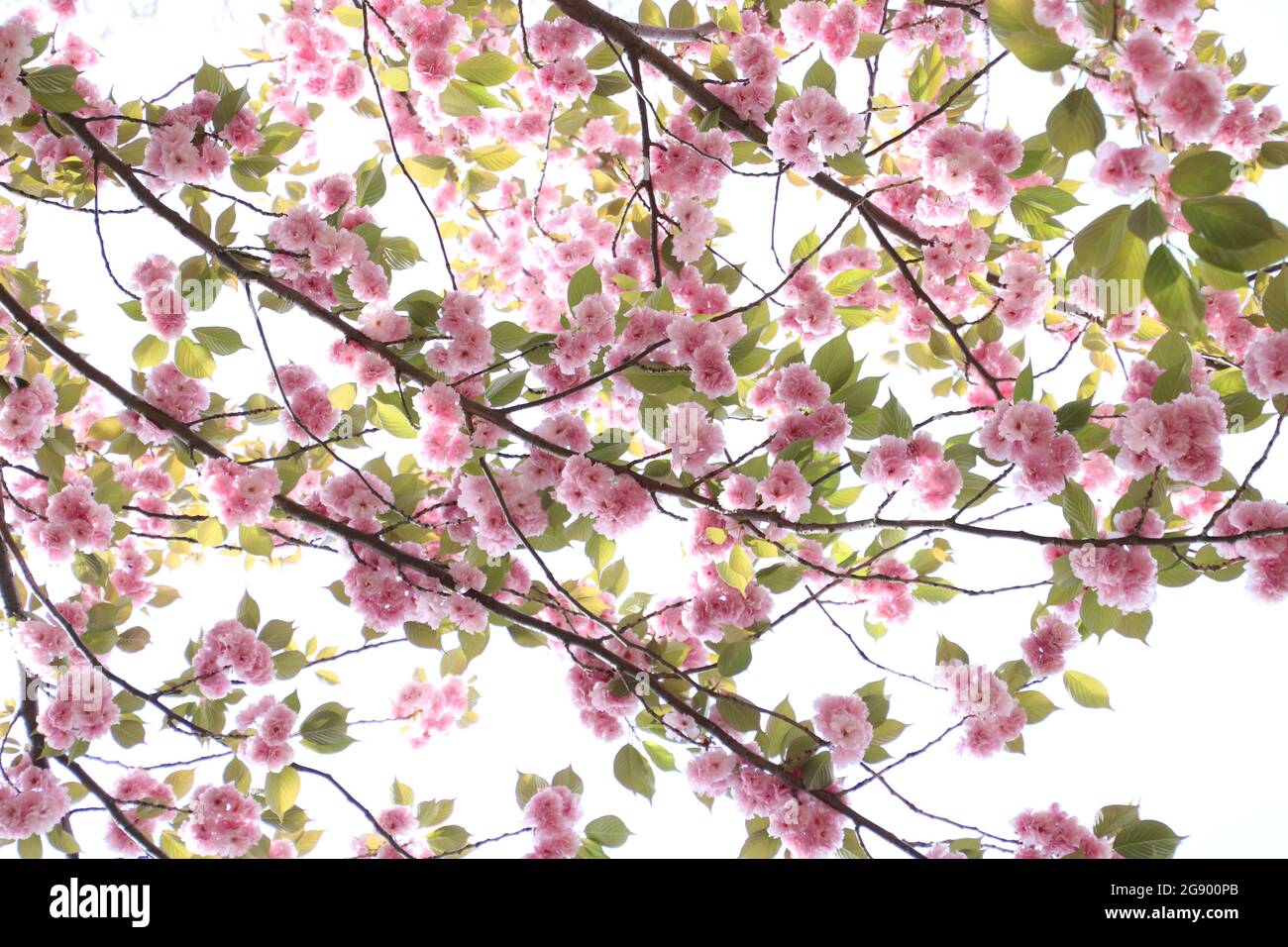 Low angle shot beautiful spring hi-res stock photography and images - Alamy