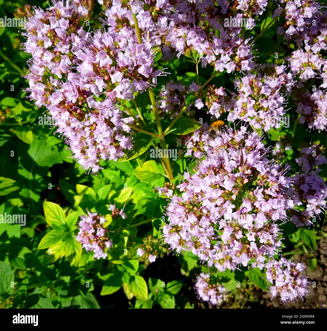 Origanum vulgare flowers. Culinary herb, seasoning, aroma. Medicinal ...