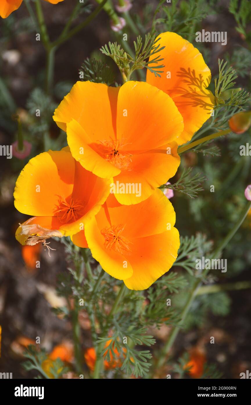 Orange/Yellow Eschscholzia californica (California/Golden poppy ...