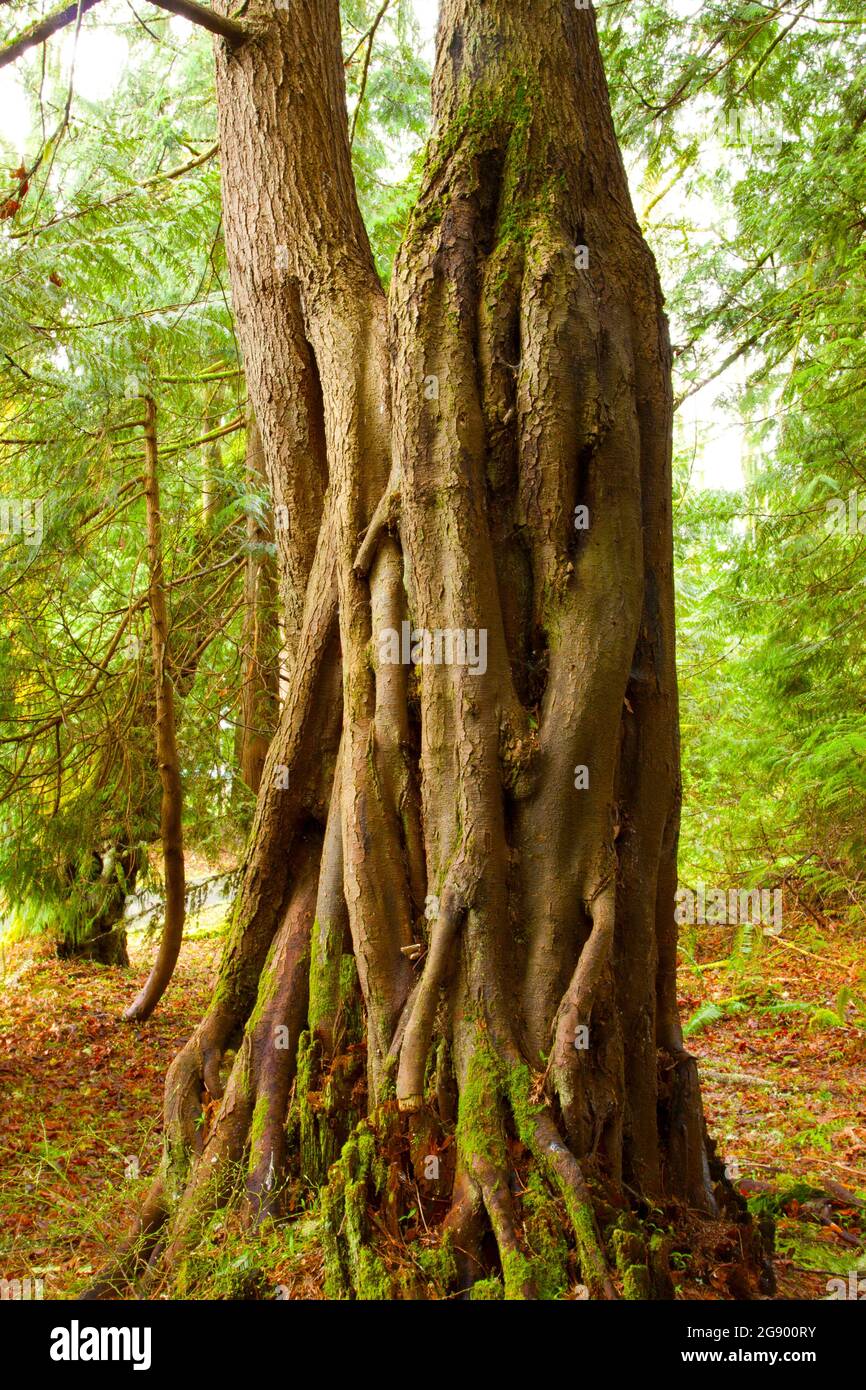 a exterior picture of an Pacific Northwest mixed forest with Conifer ...