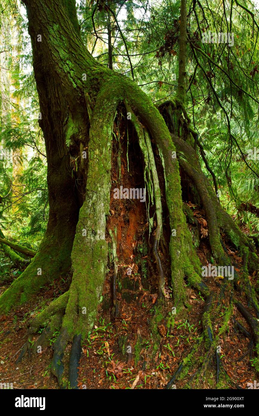 a exterior picture of an Pacific Northwest mixed forest with Conifer ...