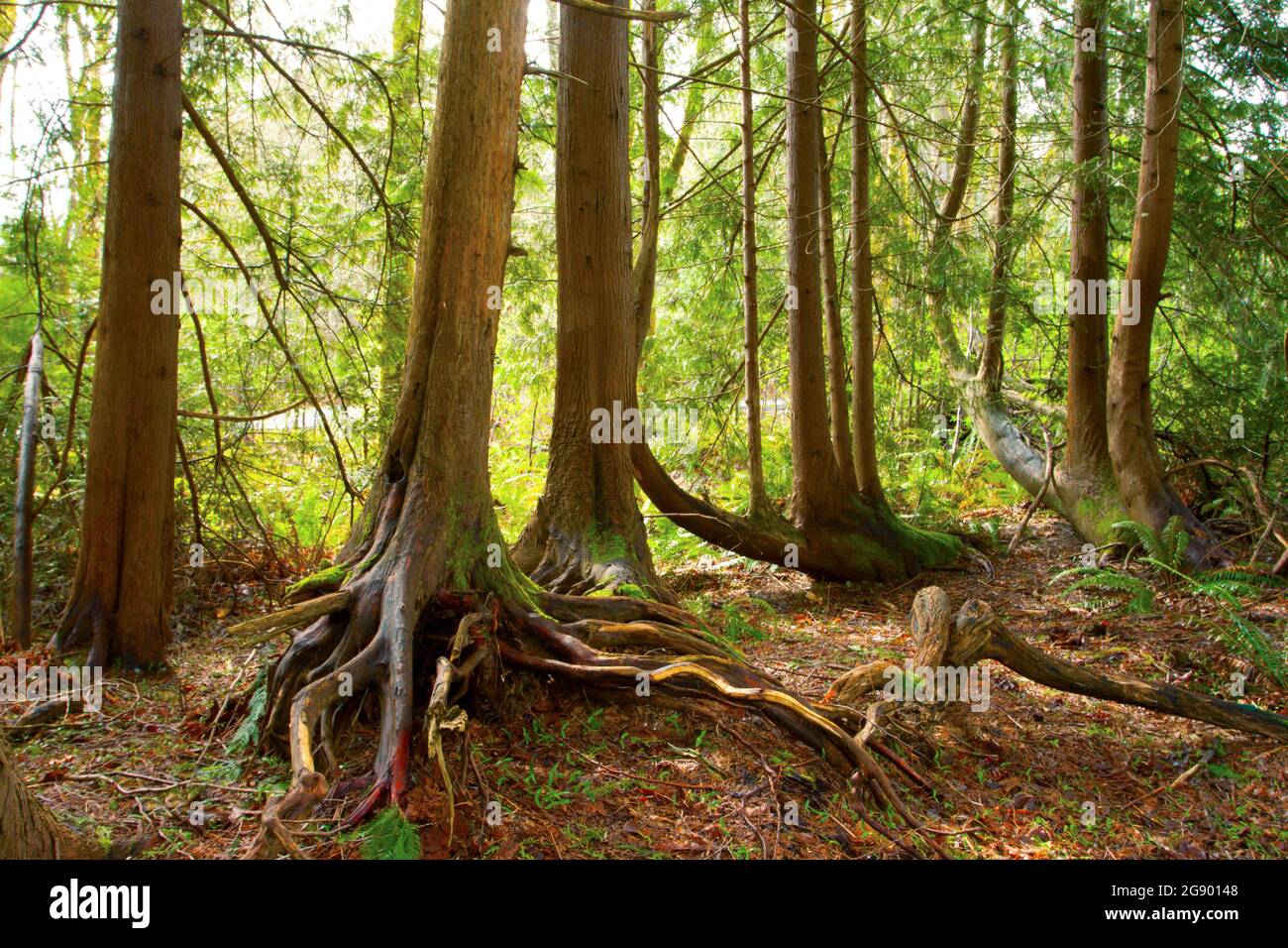 Native american trees hi-res stock photography and images - Alamy