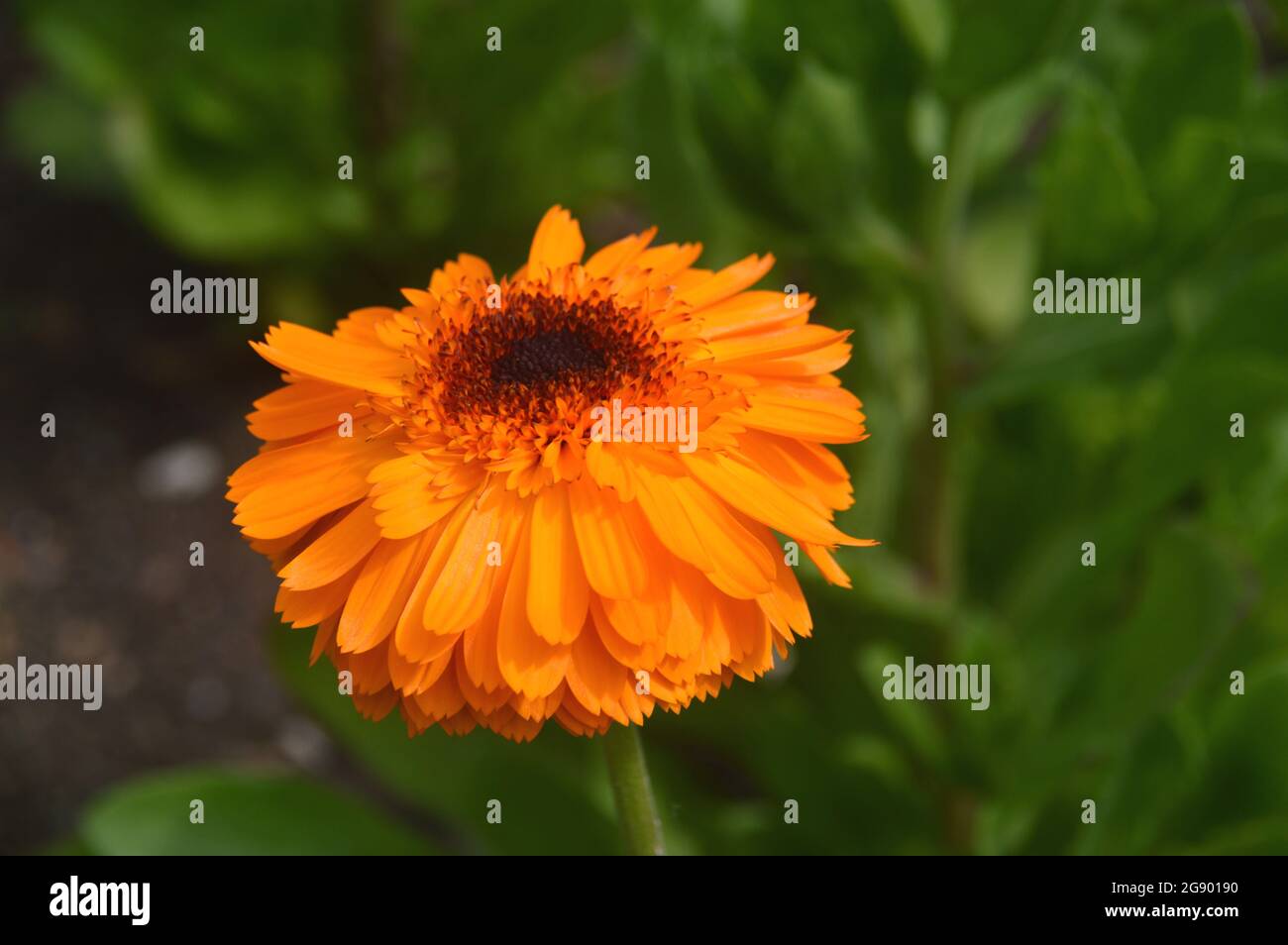 Single Calendula officinalis 'Crown Orange' (Pot/Common/Scotch ...