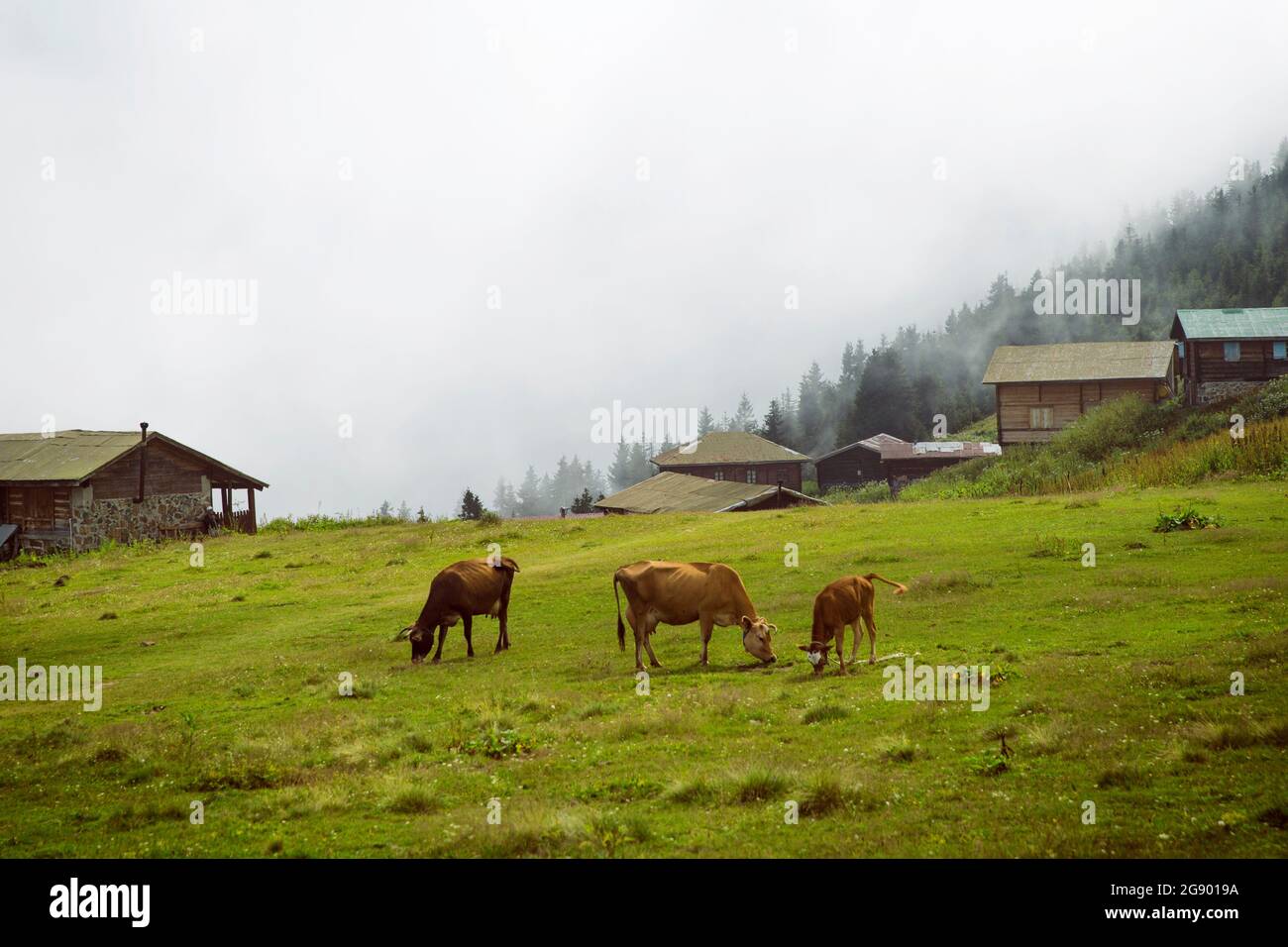 Cows Grazing in the Green Grass Field, Cows Stock Photo - Alamy