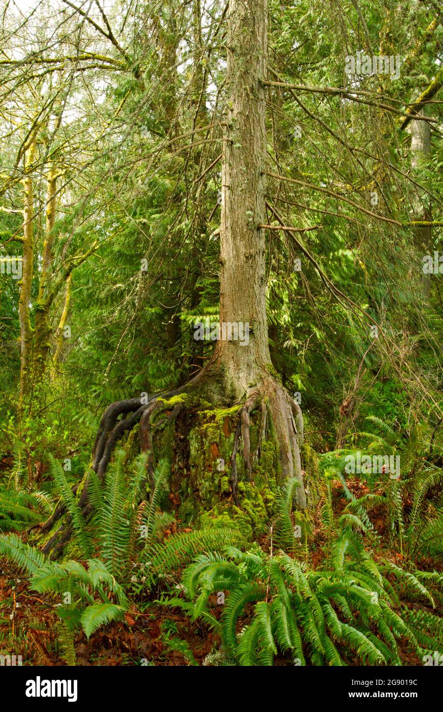 a exterior picture of an Pacific Northwest rainforest with Hemlock ...
