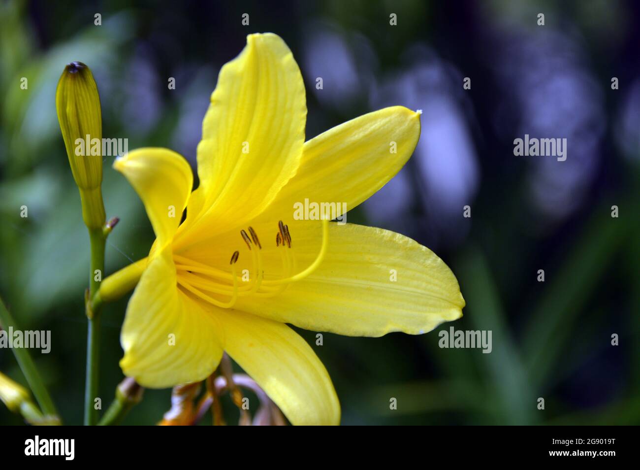 Single Yellow lily/Meadow lily (Lilium canadense) Flower Grown in the ...