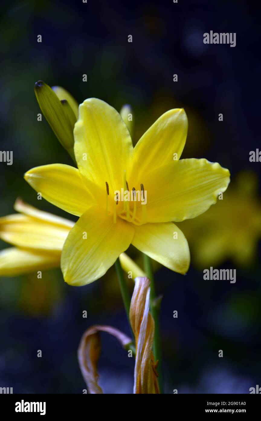 Single Yellow lily/Meadow lily (Lilium canadense) Flower Grown in the ...