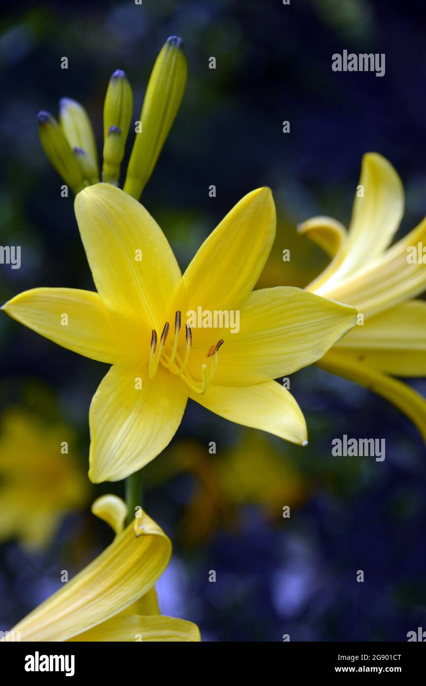 Single Yellow lily/Meadow lily (Lilium canadense) Flower Grown in the ...