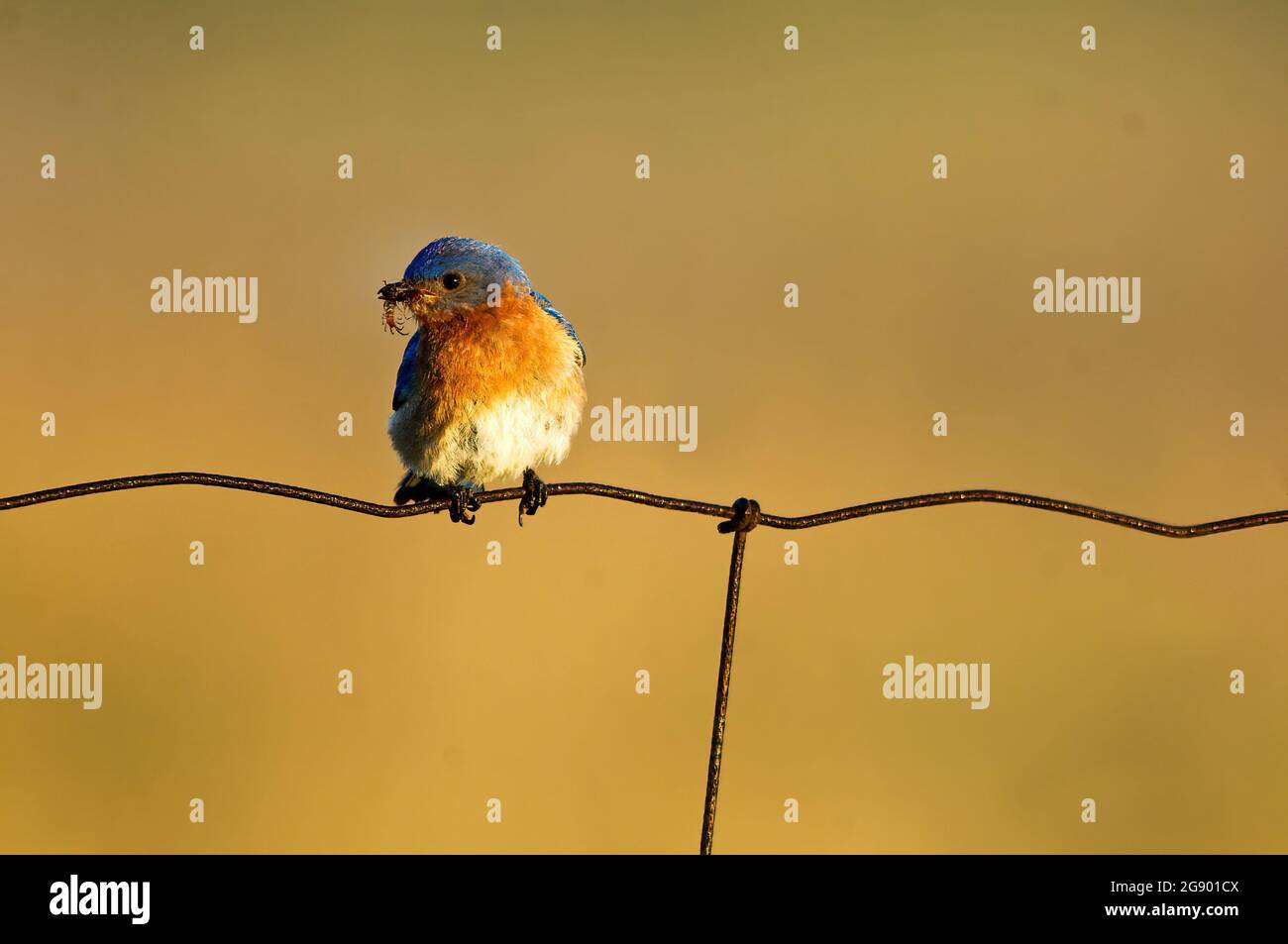 Eastern bluebirds hi-res stock photography and images - Alamy