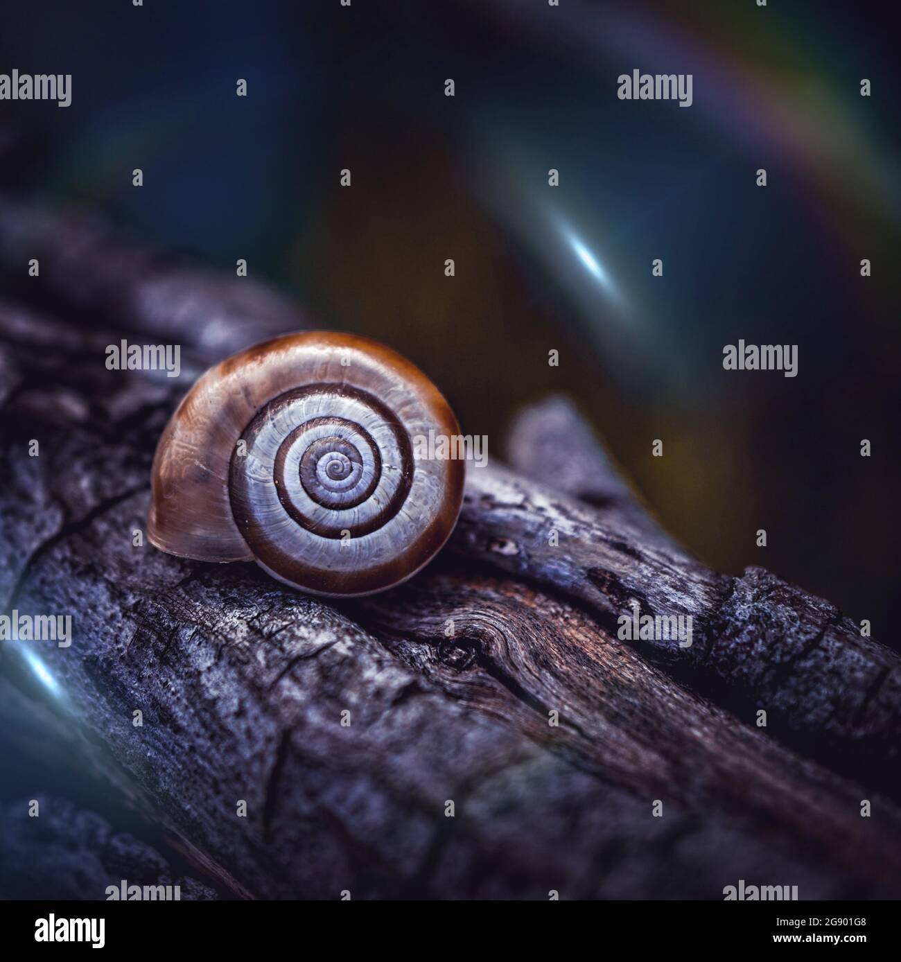 Snail leg hi-res stock photography and images - Alamy