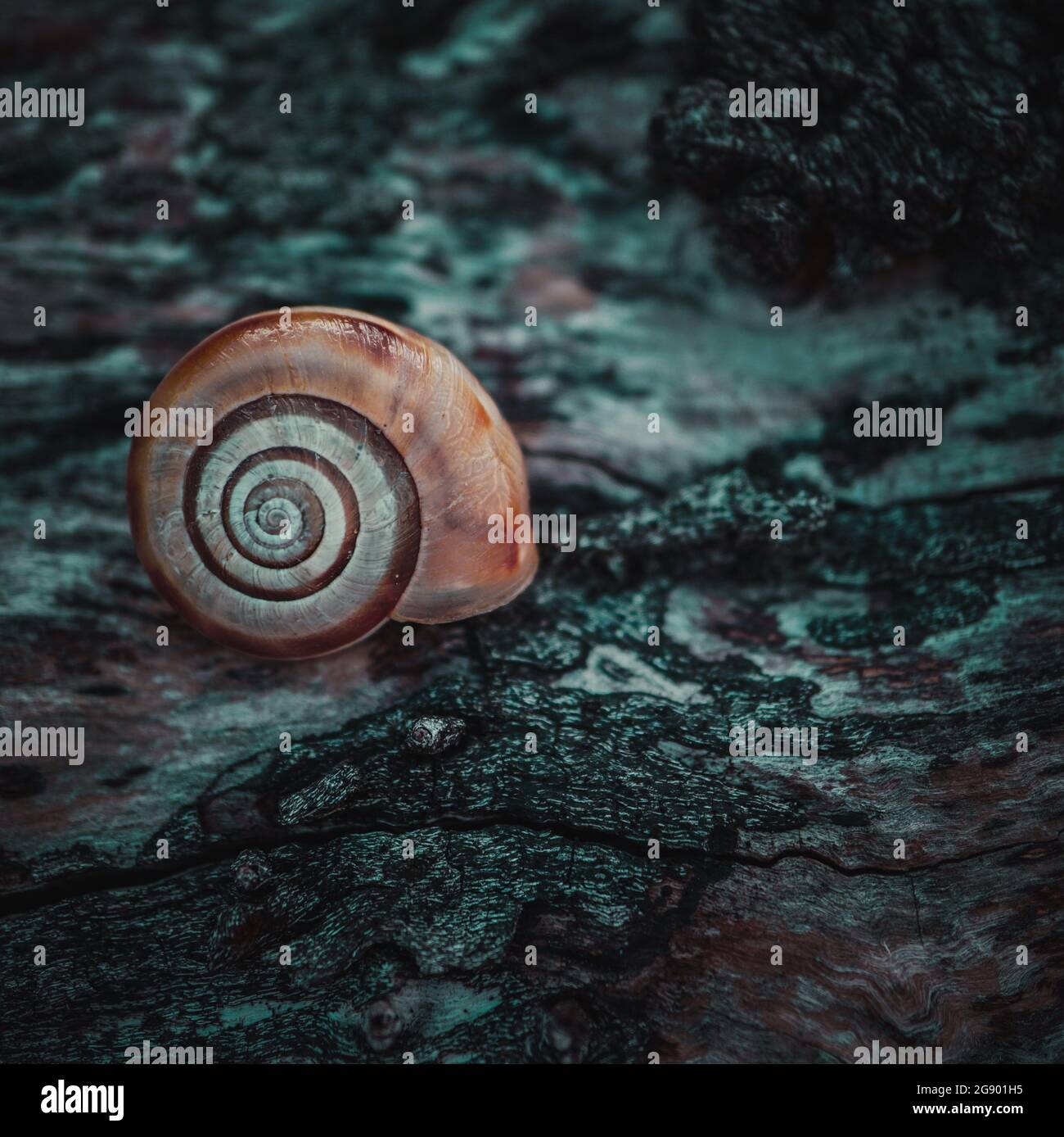 Closeup shot of a snail on a tree bark Stock Photo - Alamy
