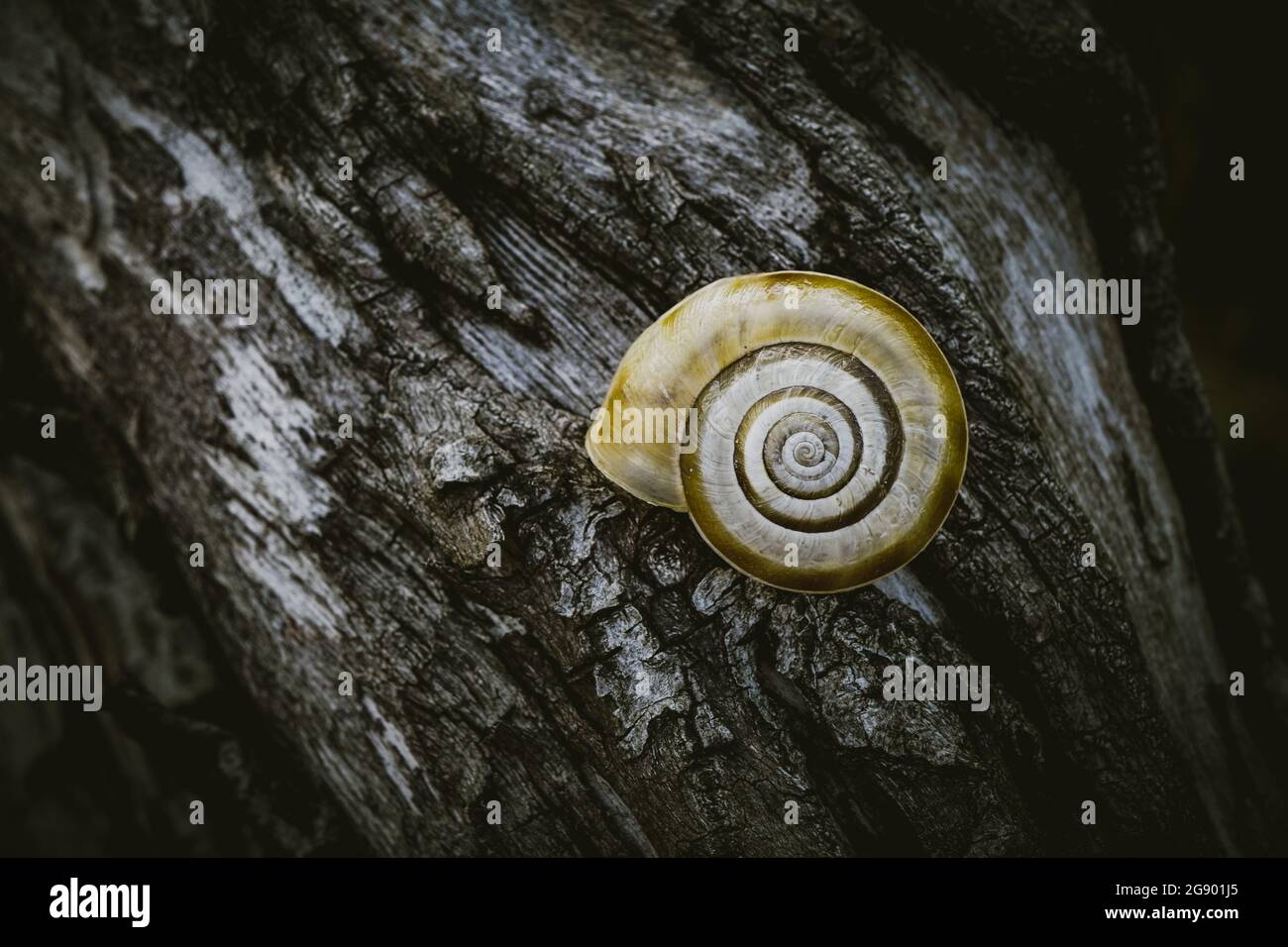 Closeup shot of a snail on a tree bark Stock Photo - Alamy