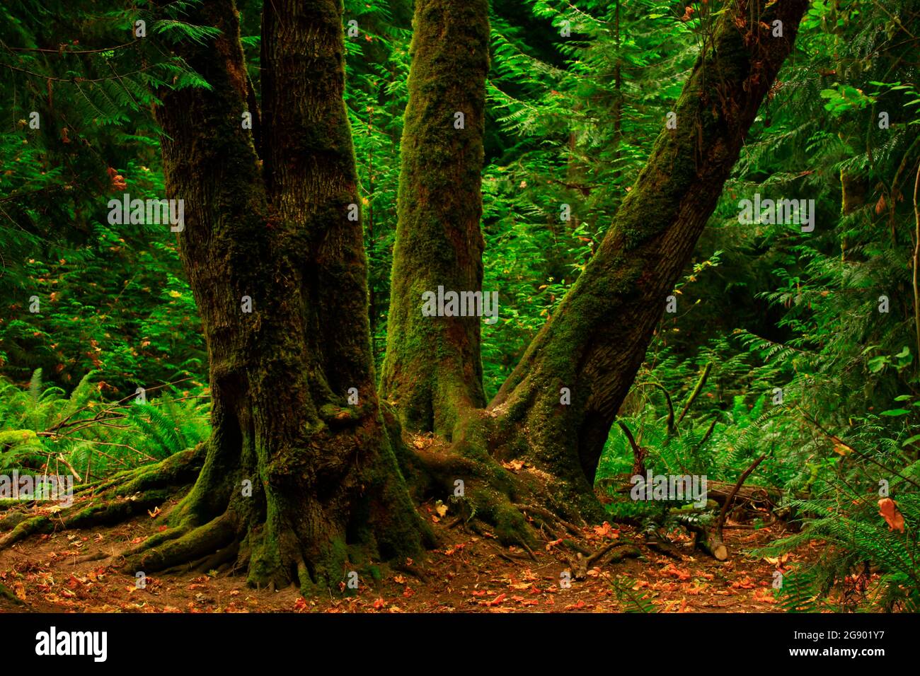 Big leaf maple tree hi-res stock photography and images - Alamy