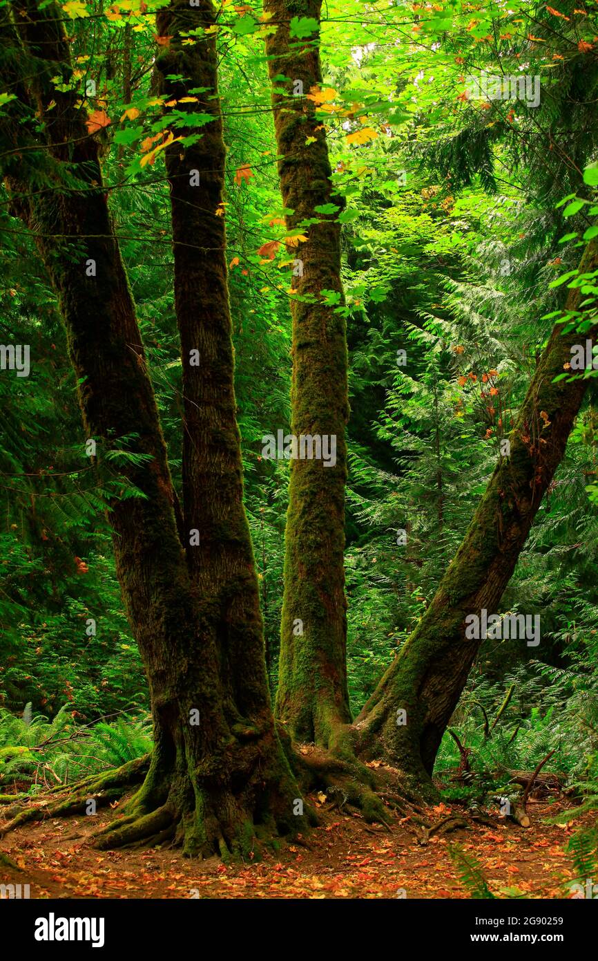 a exterior picture of an Pacific Northwest forest with Big leaf maple ...