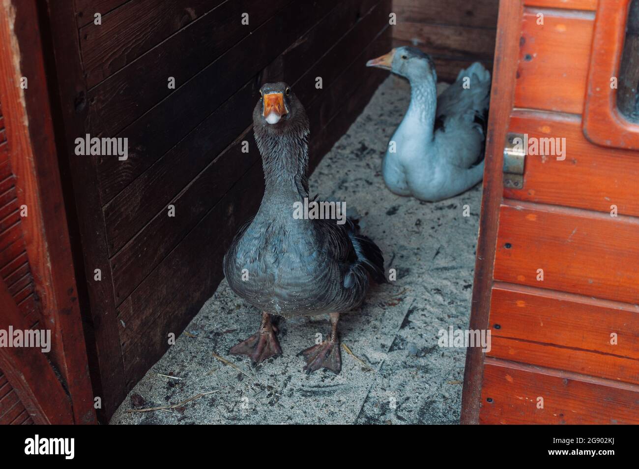 Closeup of cute domestic geese on a farm Stock Photo - Alamy