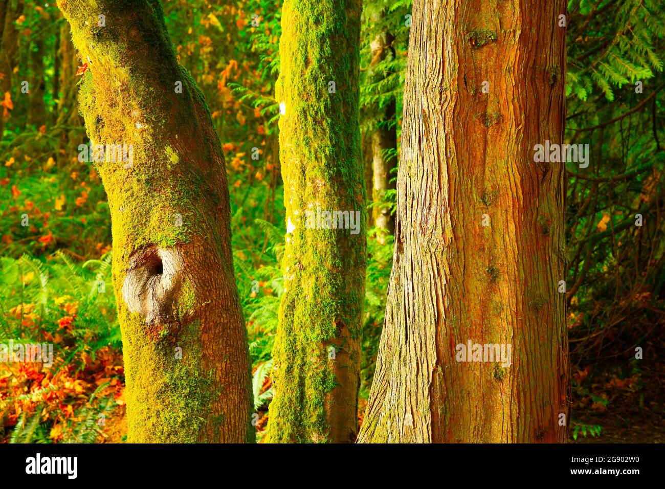 a exterior picture of an Pacific Northwest forest with Big leaf maple ...