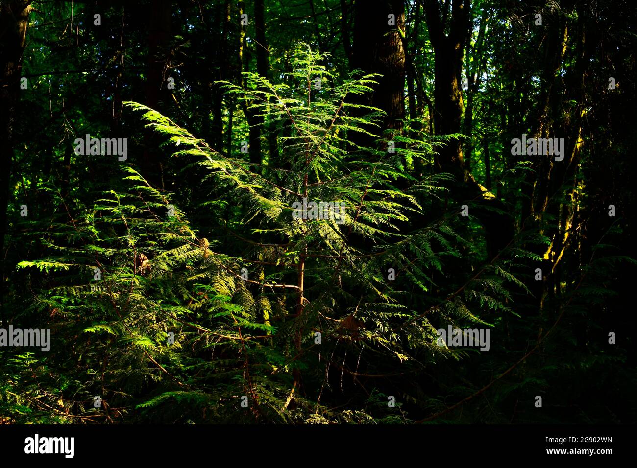a exterior picture of an Pacific Northwest mixed forest with Conifer ...
