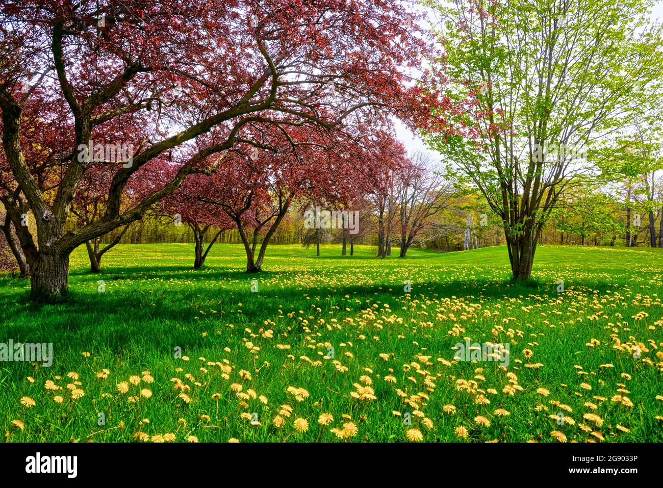Crab apple trees and dandelions in full bloom in springtime Stock Photo ...