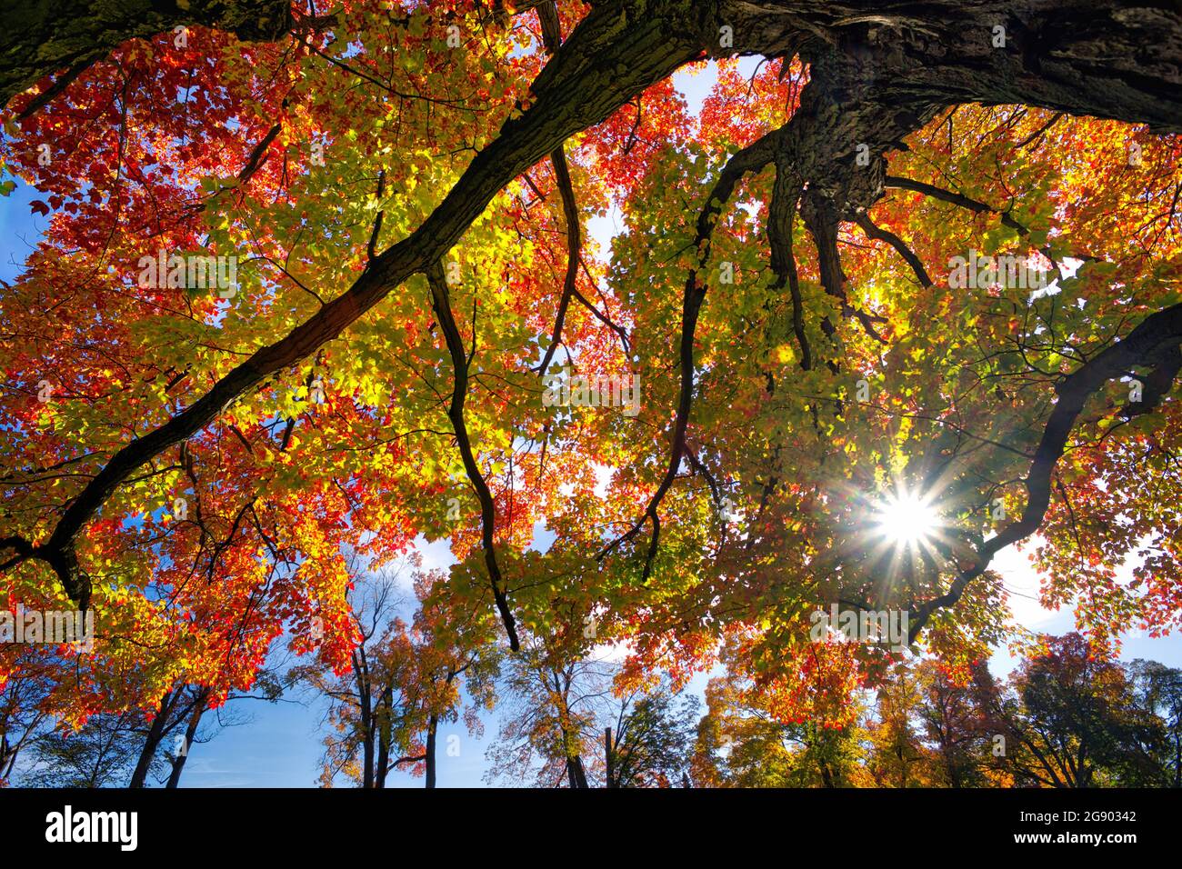 Low angle view of the maple tree with a lens flare Stock Photo - Alamy