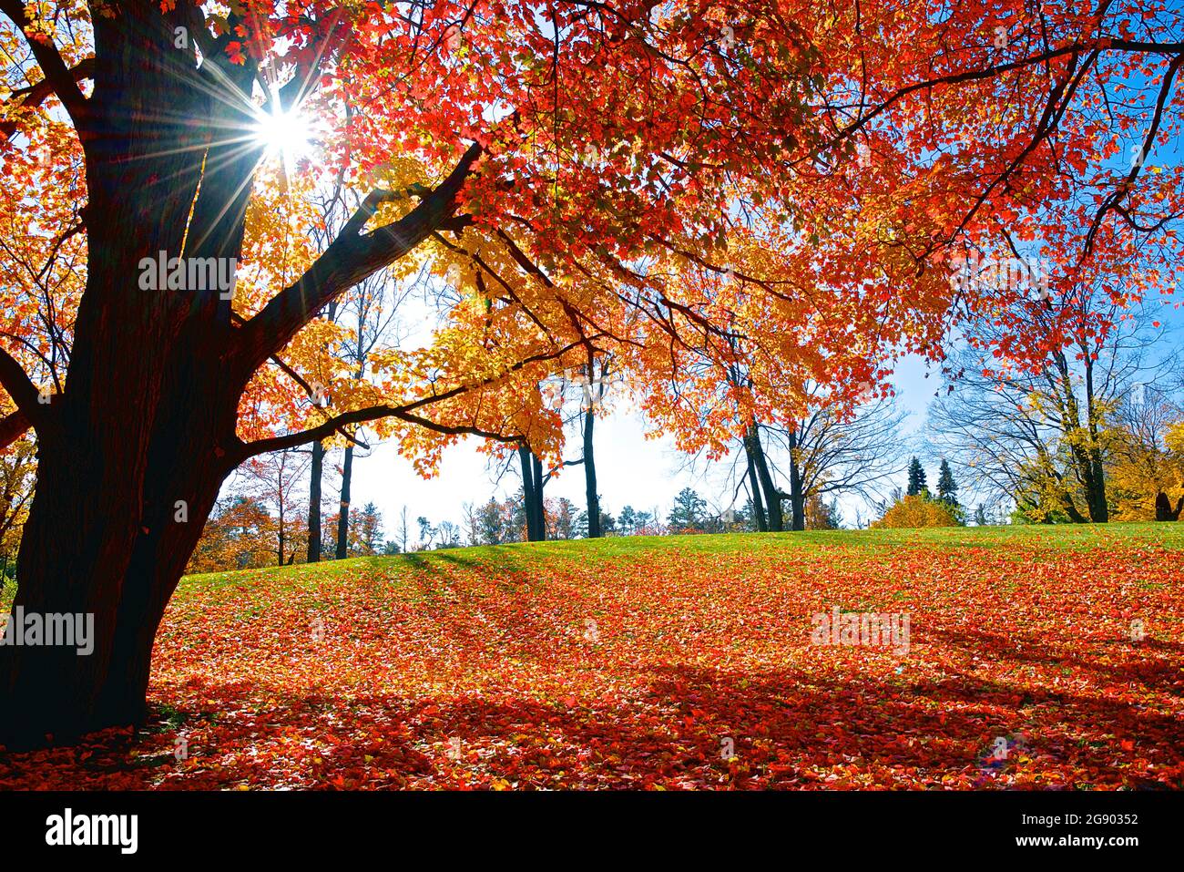 Sunrise with maple tree leaves covered the ground and lens flare Stock ...