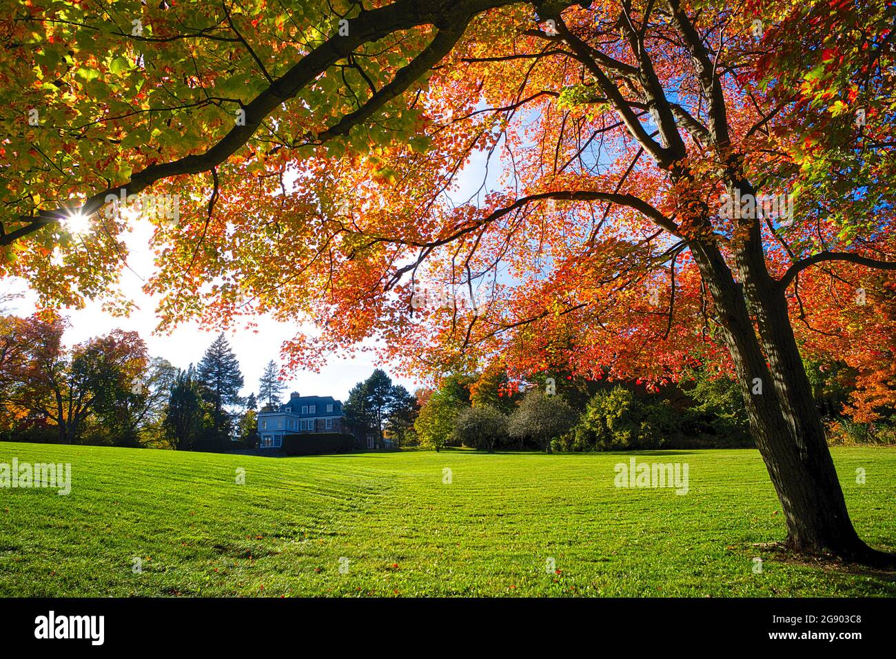 Maple tree with a lens flare in the autumn season Stock Photo - Alamy