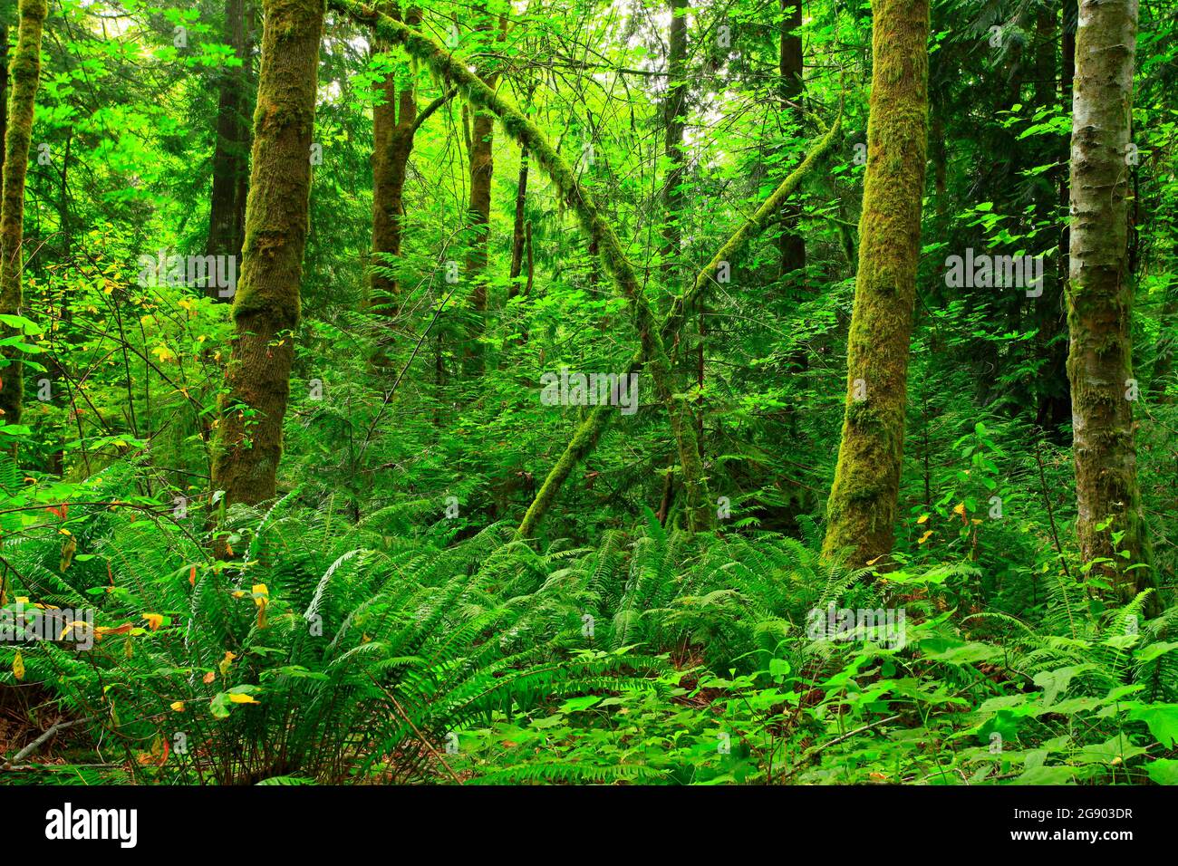 a exterior picture of an Pacific Northwest rainforest with Big leaf ...