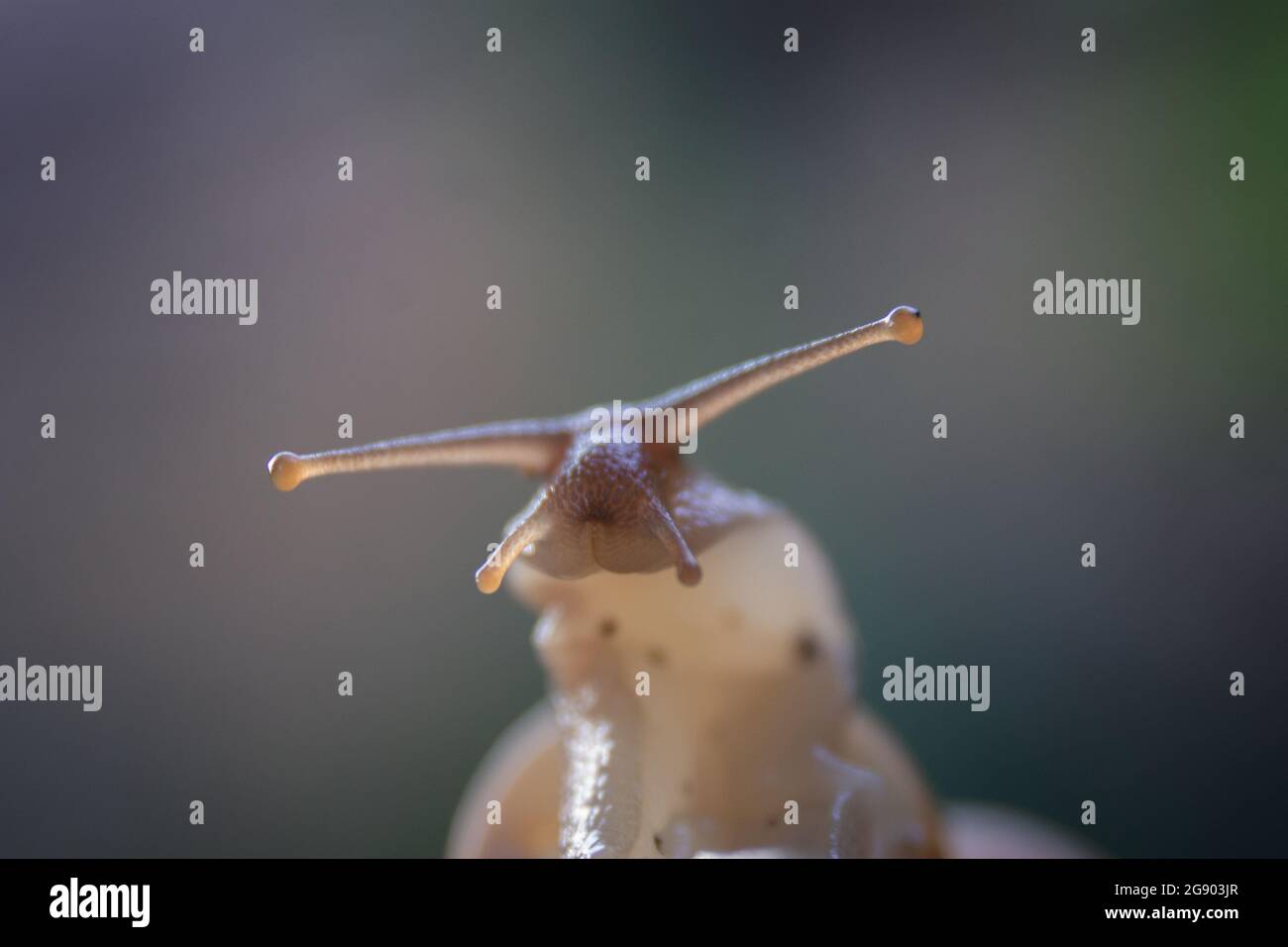 Low angle macro shot of a snail head with horns on blurry background ...