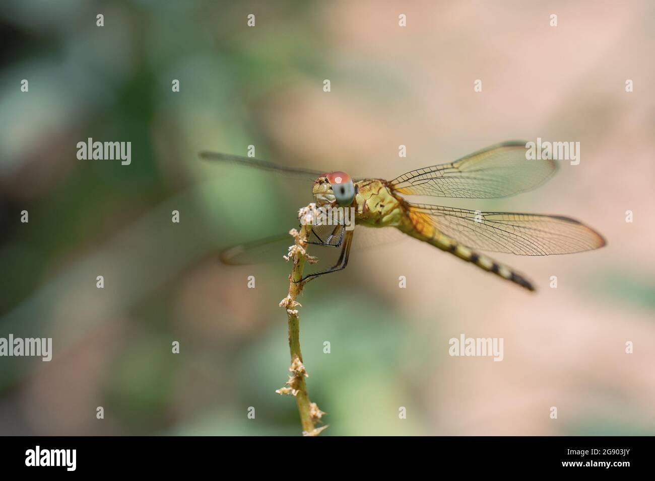 Selective focus shot of a dragonfly on a plant stem Stock Photo - Alamy