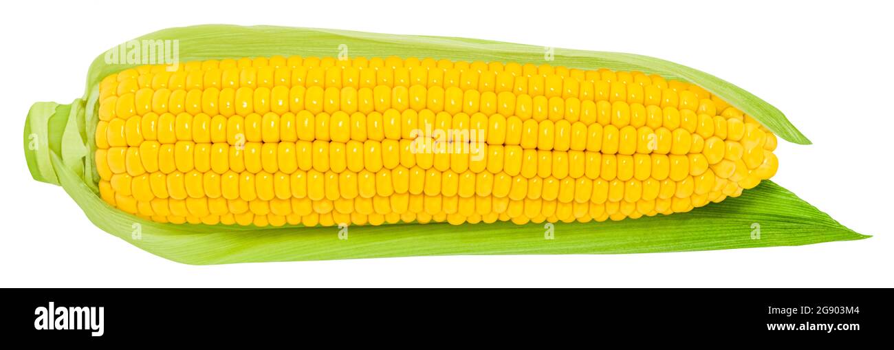 ear of corn isolated on white background Stock Photo - Alamy