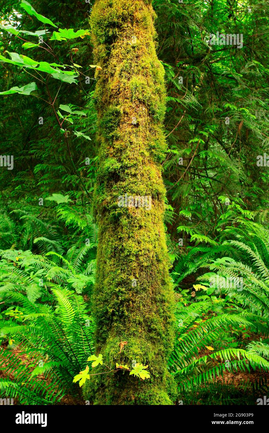 a exterior picture of an Pacific Northwest forest with Big leaf maple ...