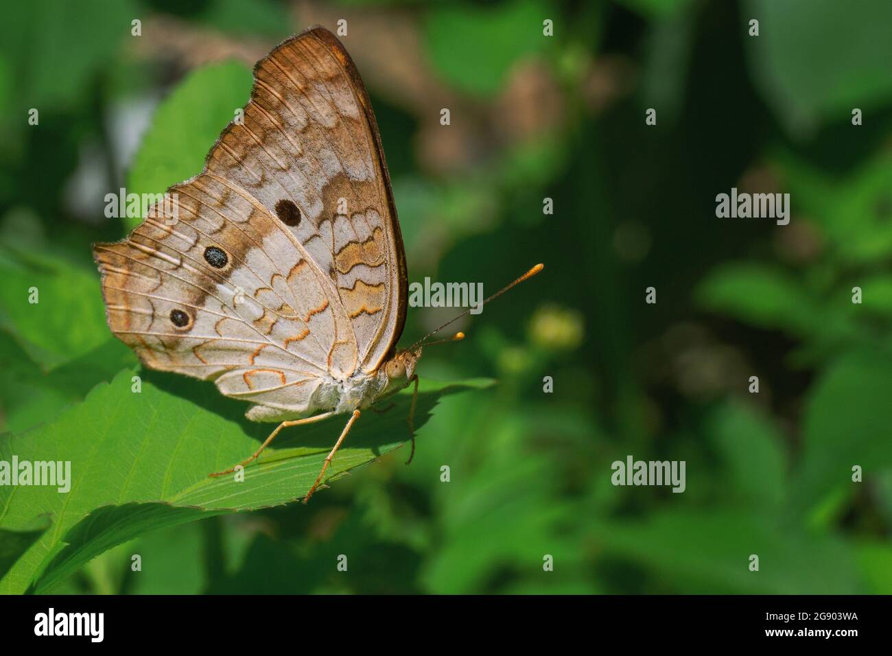 Selective focus shot of a butterfly on a green leaf under sunlight ...