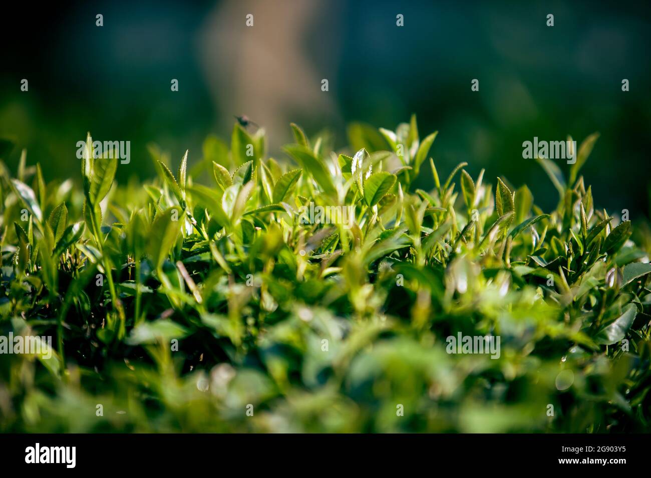 Field of Tea, Tea Leaves, Green Organic Tea Stock Photo - Alamy
