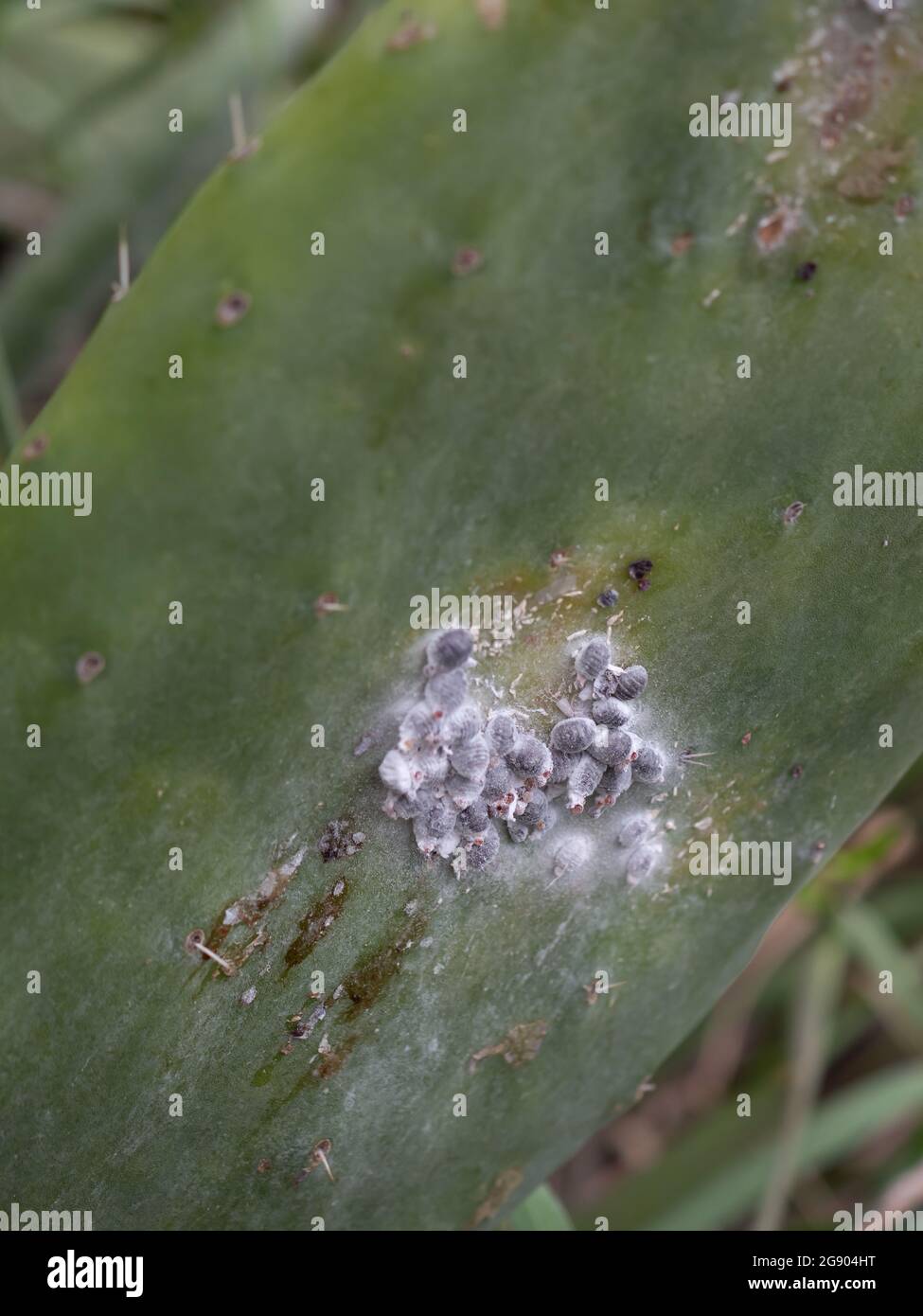 Cochineal louse or cochineal (Dactylopius coccus) on a cactus lea Stock ...