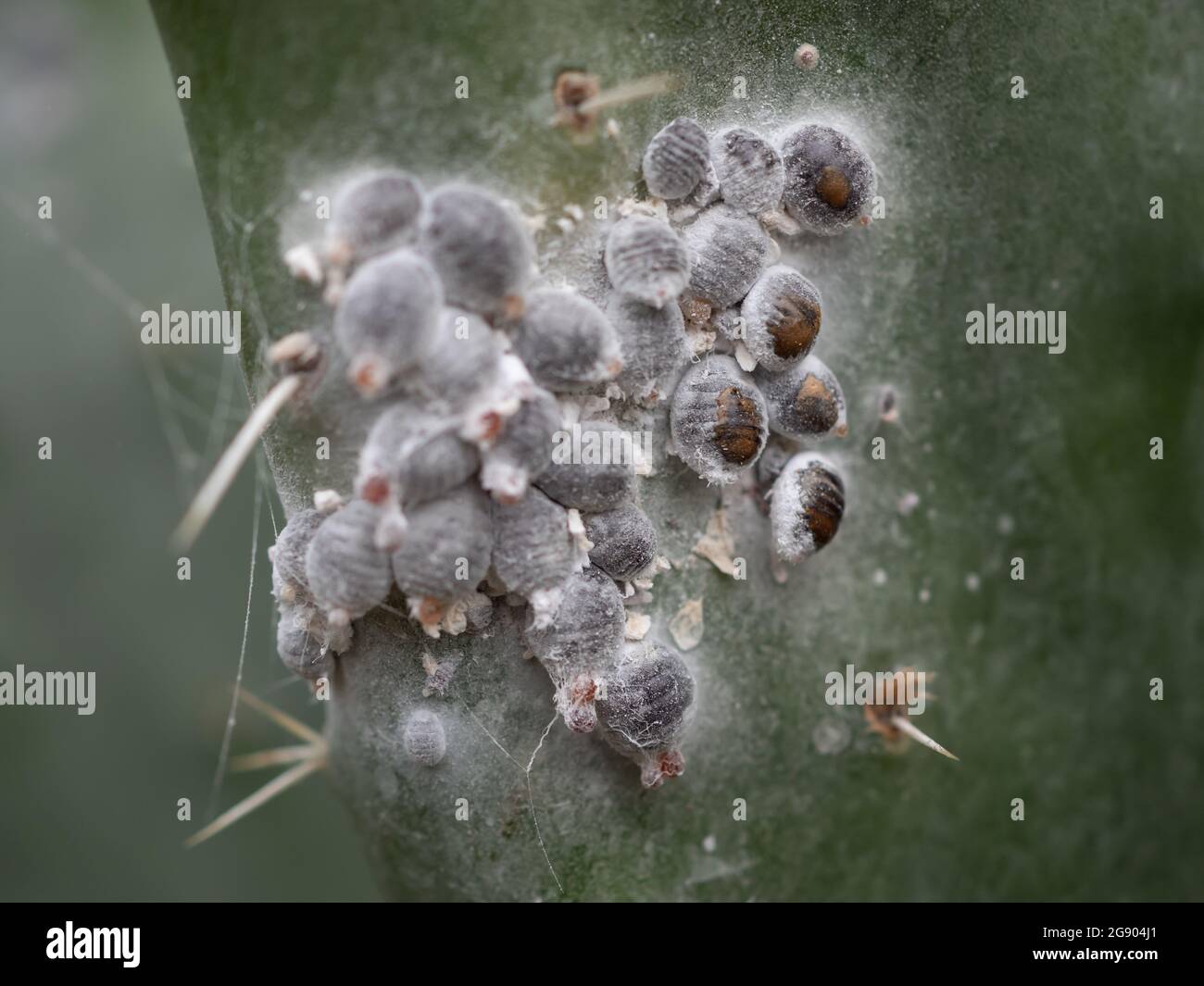 Cochenille dactylopius coccus hi-res stock photography and images - Alamy