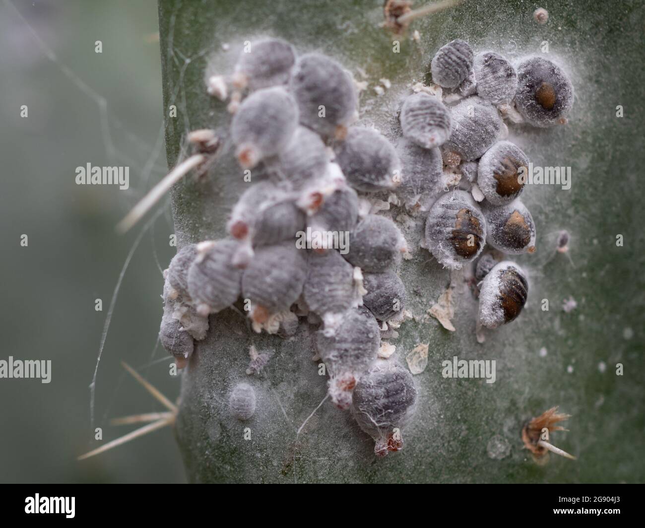 Cochineal lice hi-res stock photography and images - Alamy