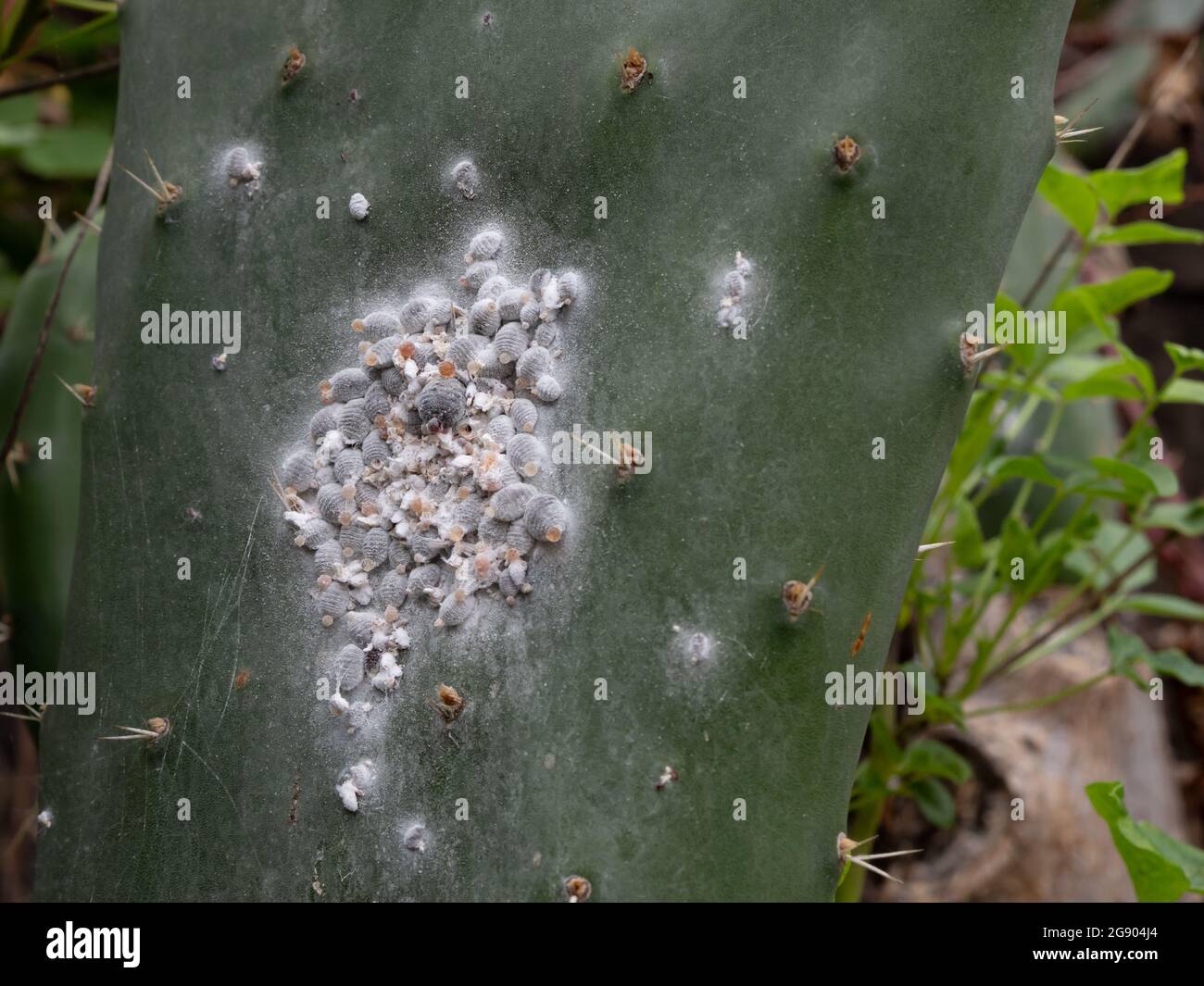 Cochineal louse or cochineal (Dactylopius coccus) on a cactus lea Stock ...
