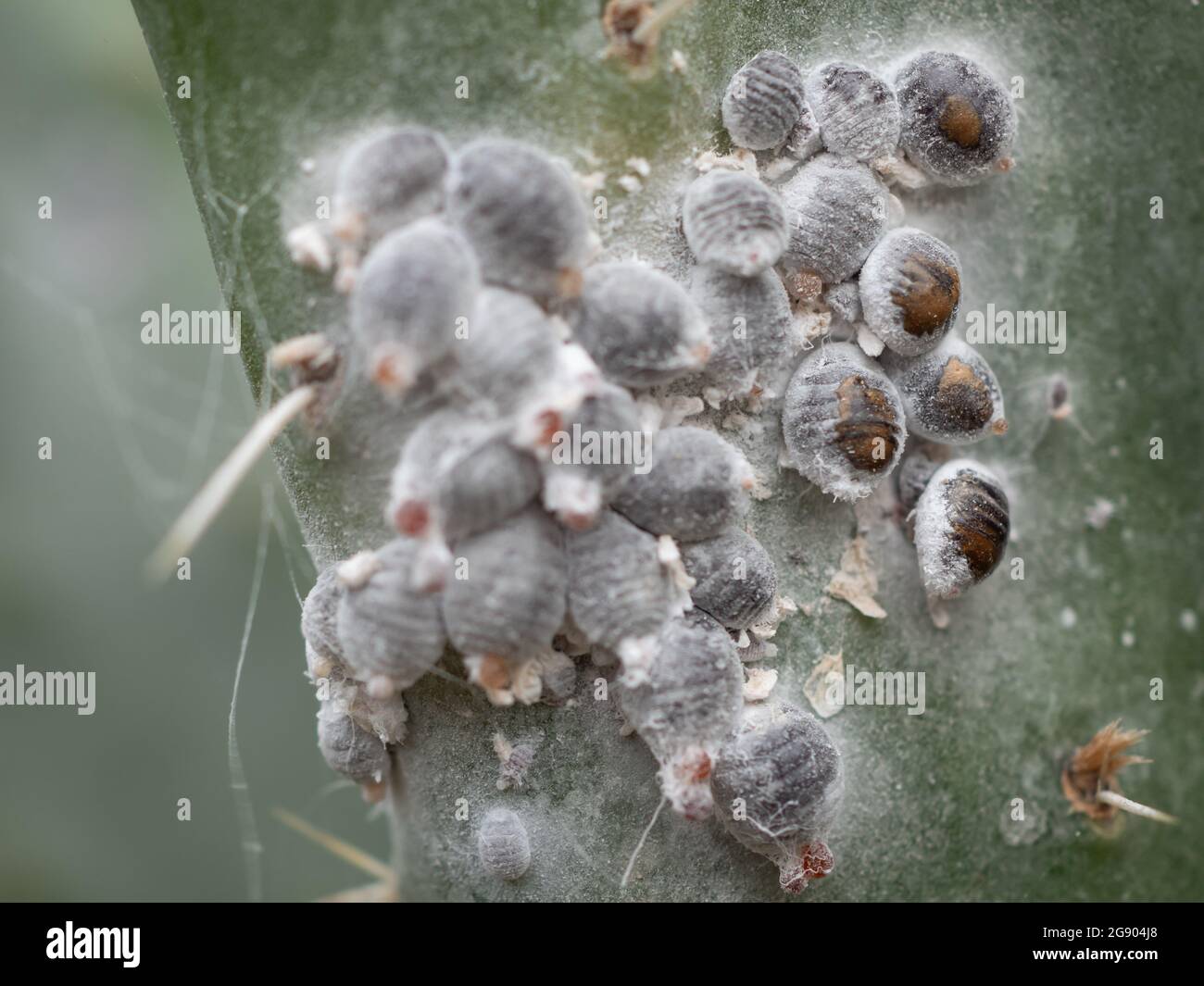 Cochineal louse or cochineal (Dactylopius coccus) on a cactus lea Stock ...