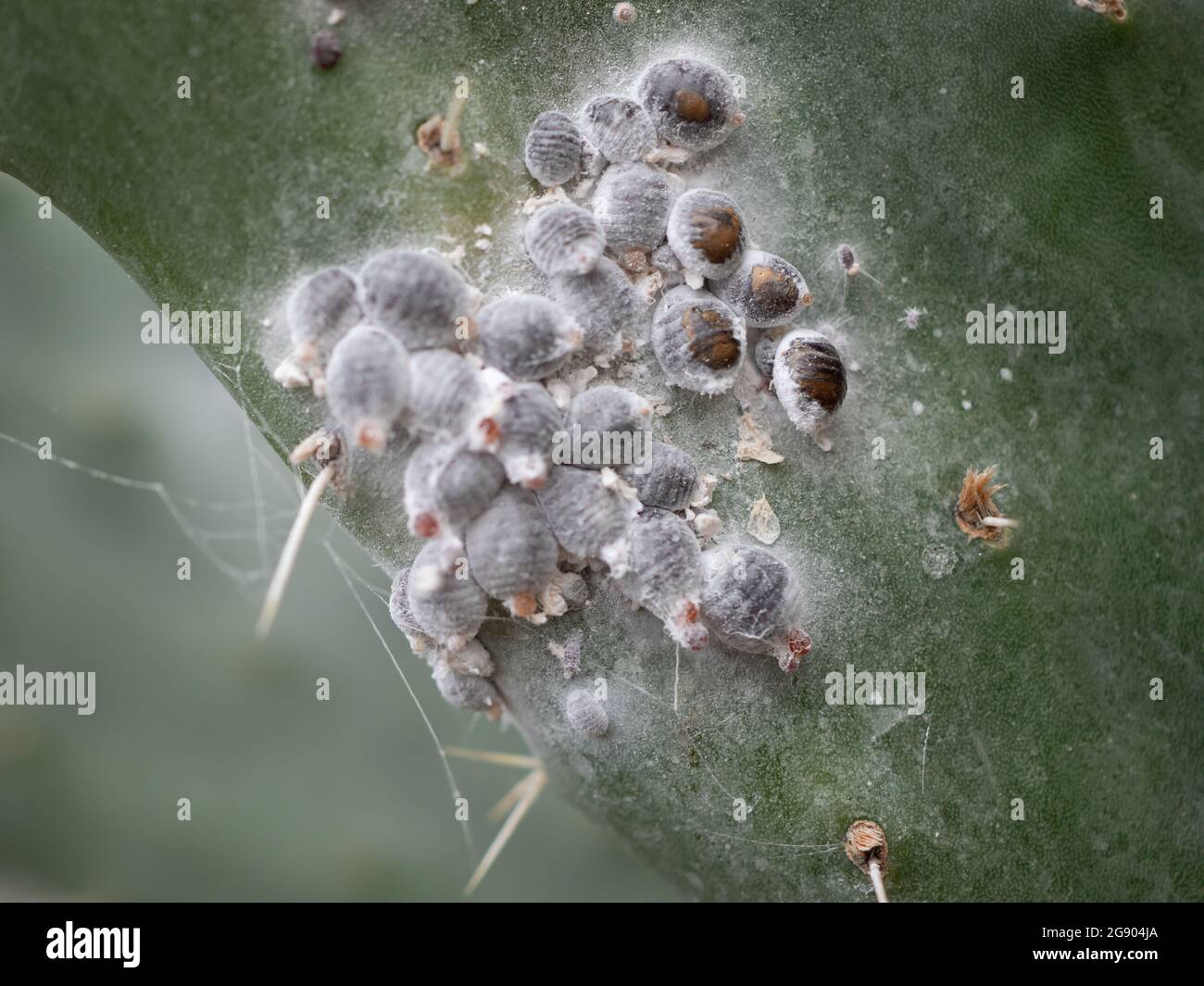 Food dye carnation hi-res stock photography and images - Alamy