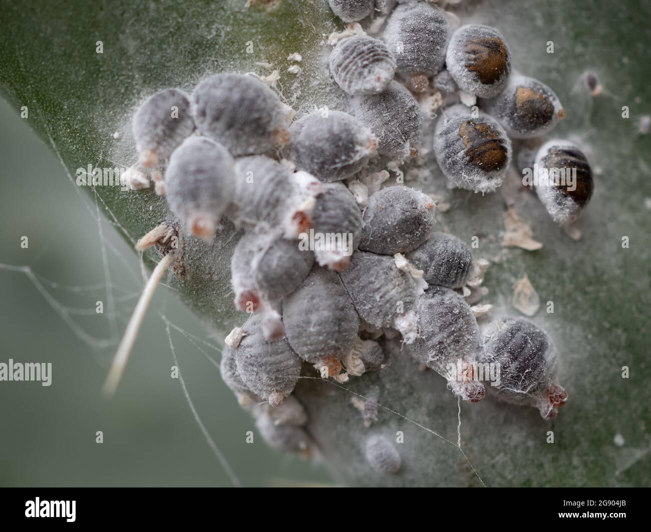 Cochineal plant hi-res stock photography and images - Alamy