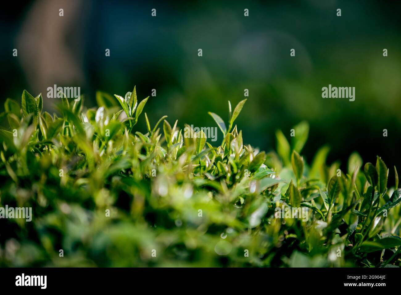 Field of Tea, Tea Leaves, Green Organic Tea Stock Photo - Alamy