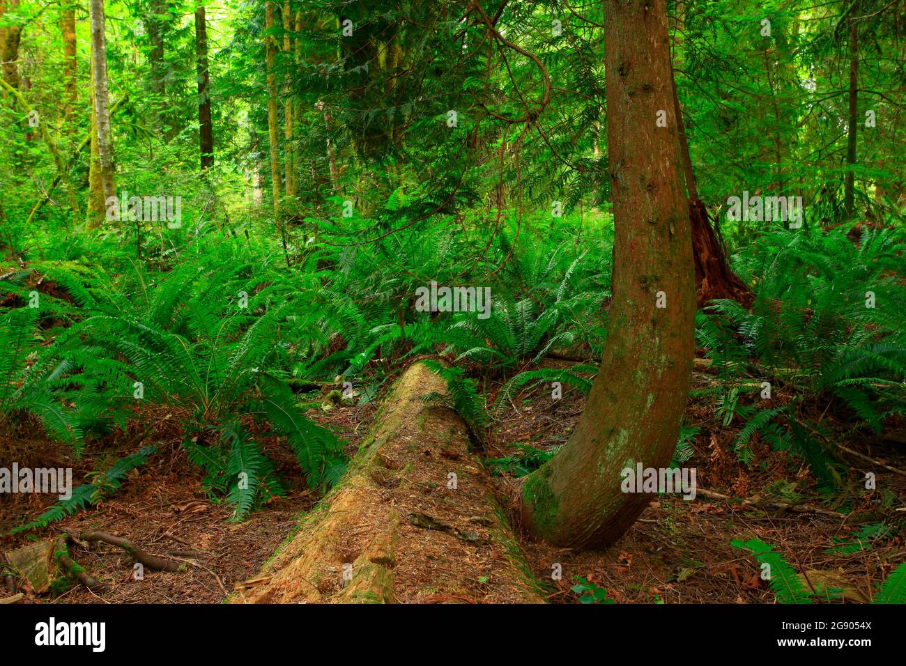 Native american trees hi-res stock photography and images - Alamy