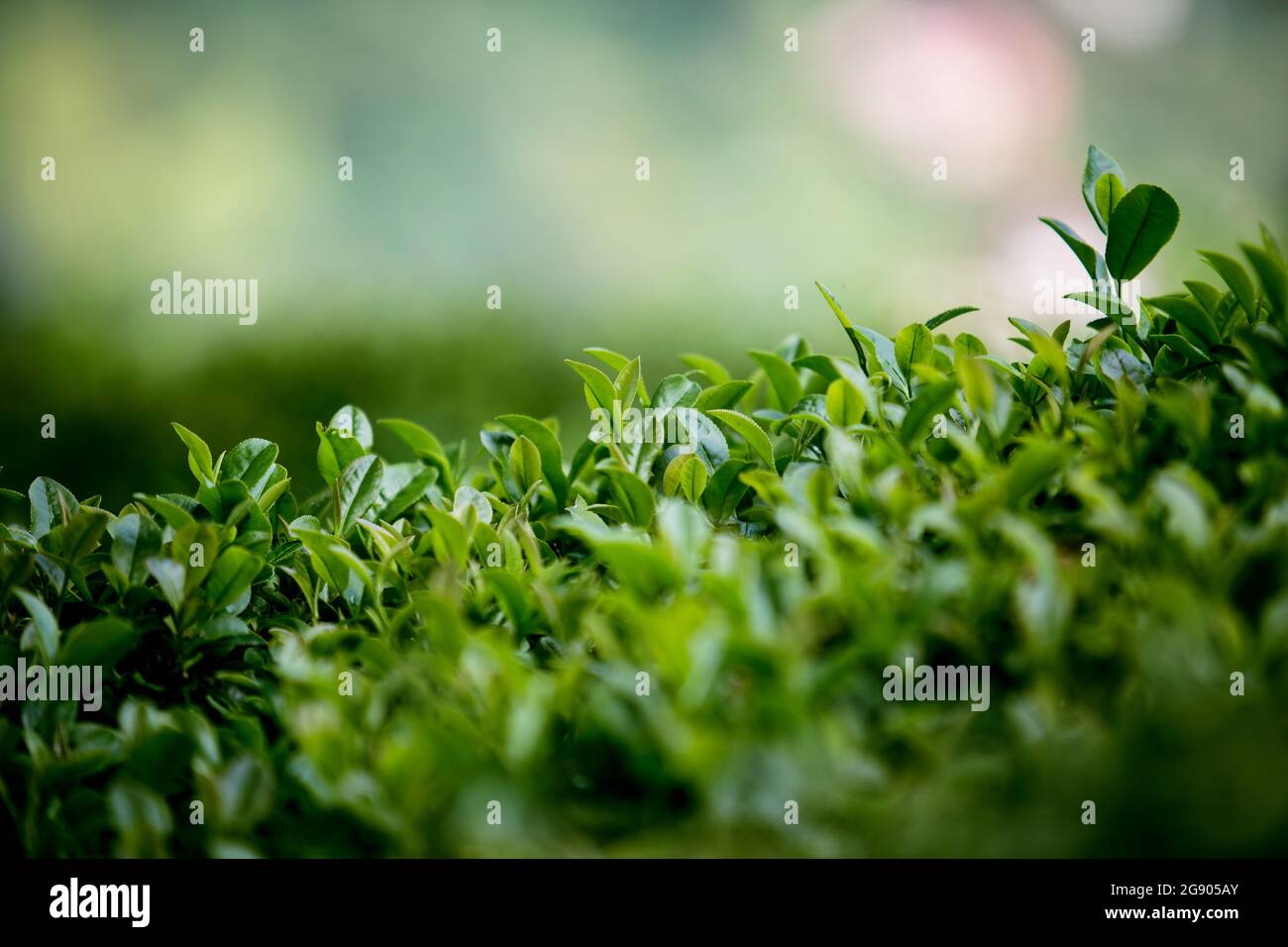 Field of Tea, Tea Leaves, Green Organic Tea Stock Photo - Alamy