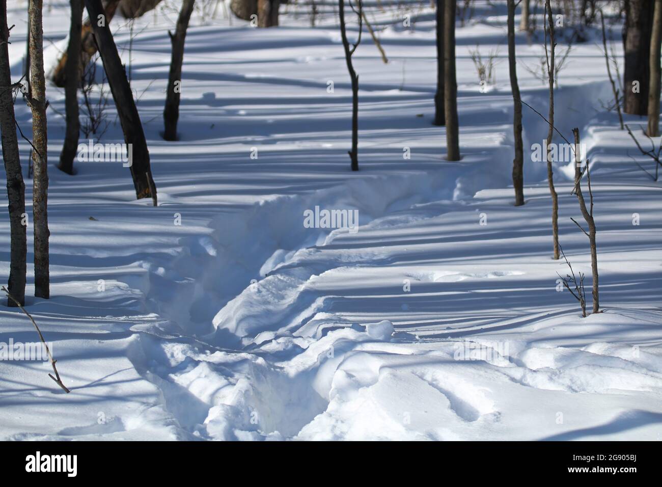 Animal trail hi-res stock photography and images - Alamy